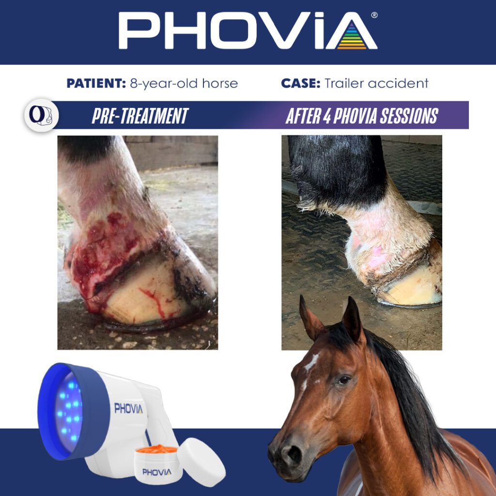 Equine - Phovia Fluorescent Light Therapy